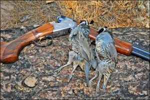 A Guide To California’s Triple-Threat Quail | Shotgun Life