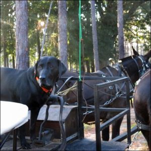 Doug Coe’s Amazing Quest To Preserve Authentic 19th Century Quail Hunts ...