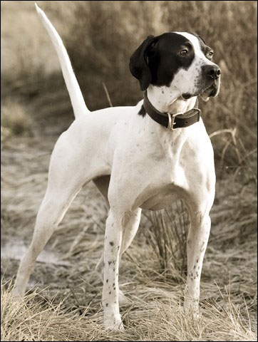 Shotgun Life | The Best In Wing And Clays Shooting