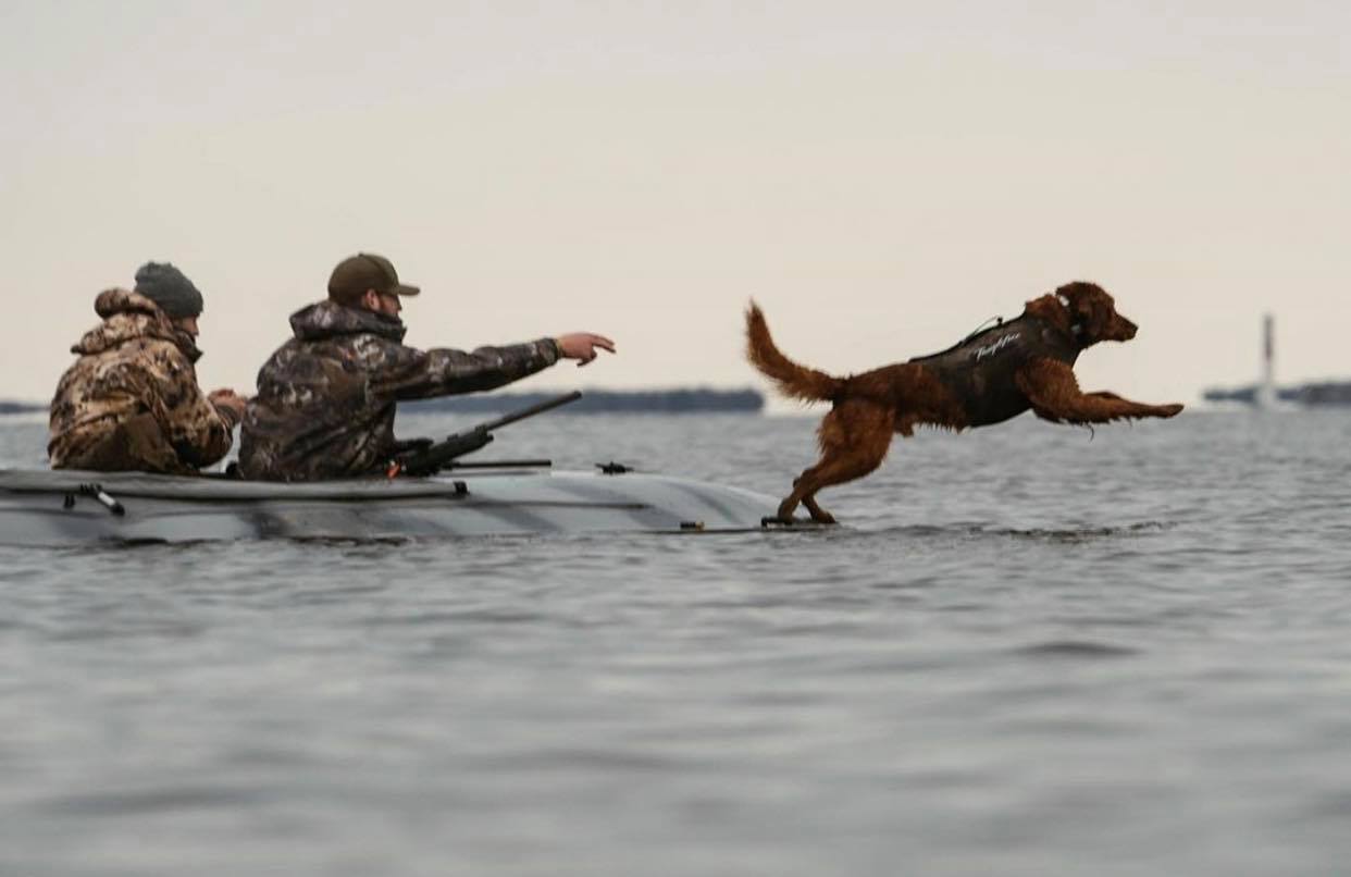 Key Traits For Your Ideal Bird Dog | Shotgun Life