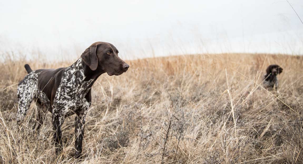 Key Traits For Your Ideal Bird Dog | Shotgun Life