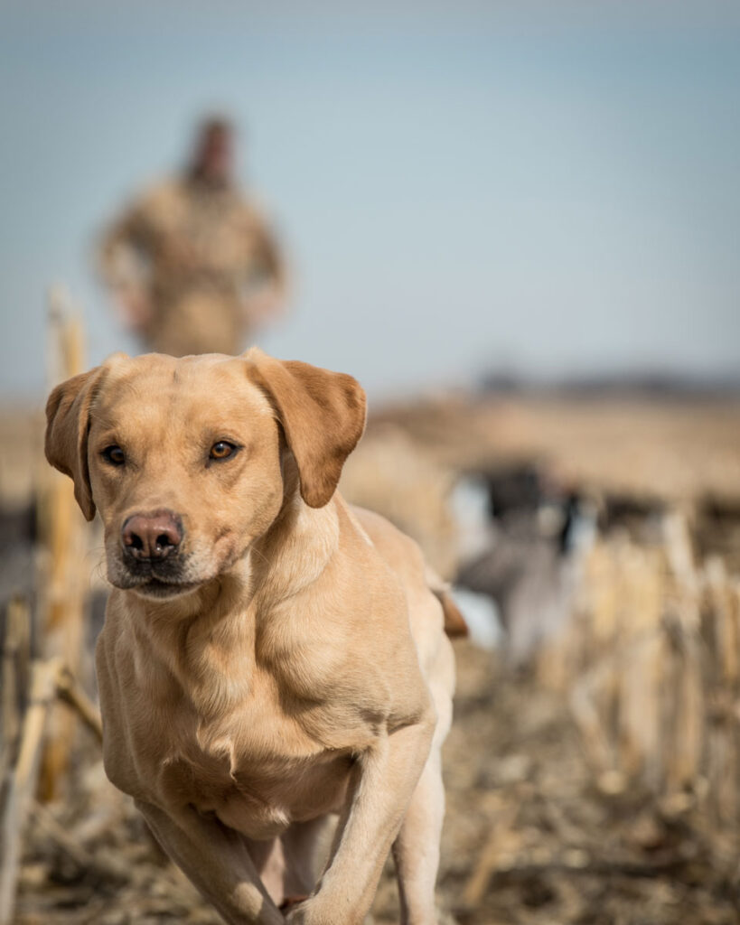 Key Traits For Your Ideal Bird Dog | Shotgun Life