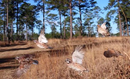 How To Shoot A Rising Quail Covey | Shotgun Life