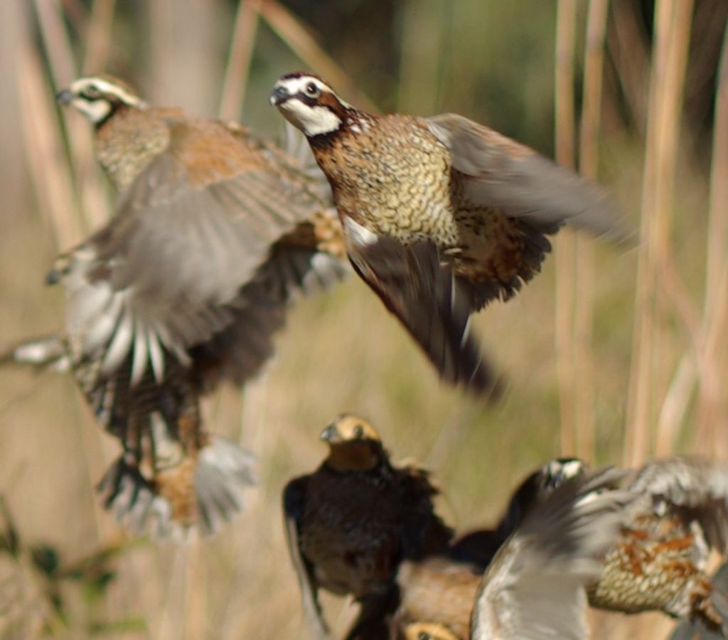 How To Shoot A Rising Quail Covey | Shotgun Life