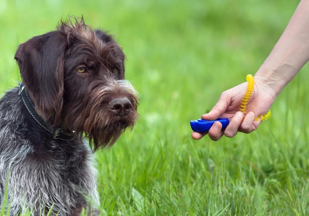 Kickstarting Clicker Training: A Simple Guide For Bird Dogs | Shotgun Life