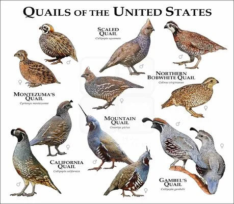 Habitat Differences In Quail Species | Shotgun Life