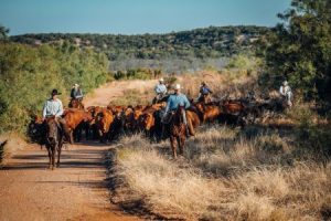 An All-Wild Quail Hunt At Guitar Ranch In Spur, Texas | Shotgun Life